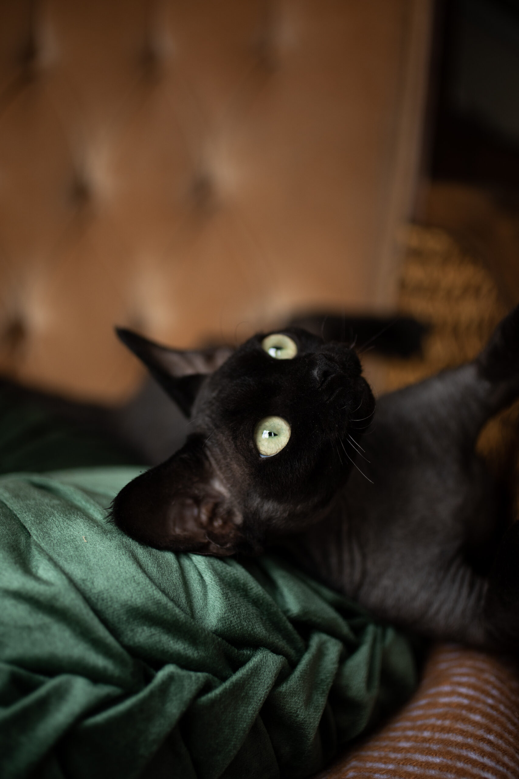 Paradise Elf Bounty of Cryptic "Grimm" - Cryptic Devon Rex